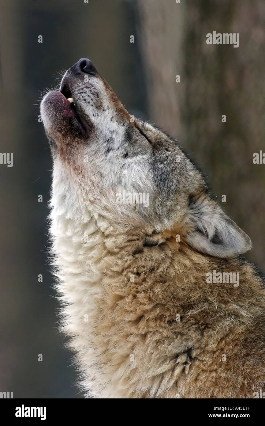 Wildpark poing hi-res stock photography and images - Alamy