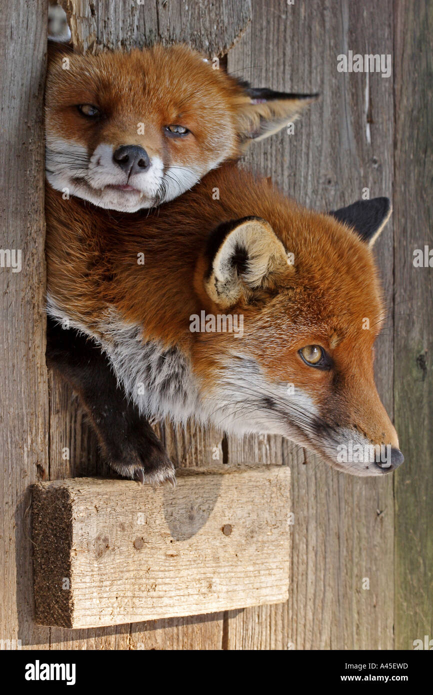 two foxes looks around Stock Photo - Alamy