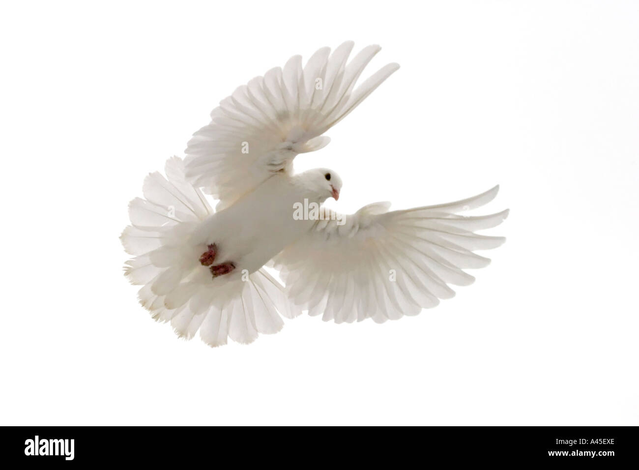 Dove bird flying hi-res stock photography and images - Alamy