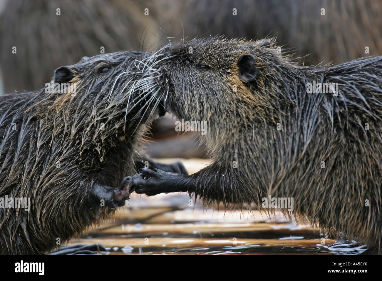 nutria pair in love Stock Photo - Alamy