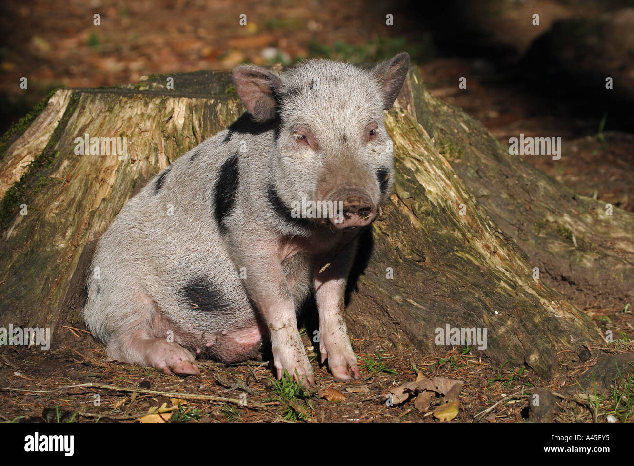 Pig in trees hi-res stock photography and images - Alamy