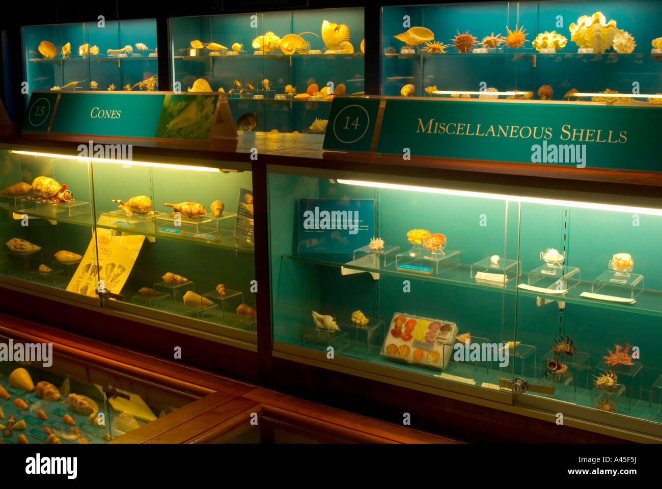 Shell collection displayed at the Ocean Discovery Centre in Bermuda ...