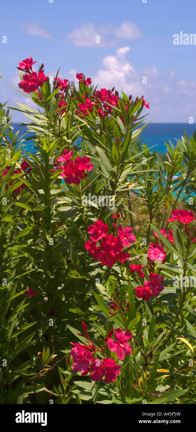 Oleander growing along the south shore of Bermuda Stock Photo - Alamy