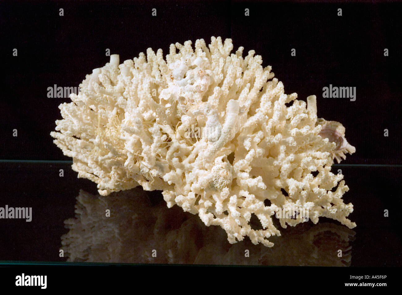 Ocean discovery centre bermuda hi-res stock photography and images - Alamy