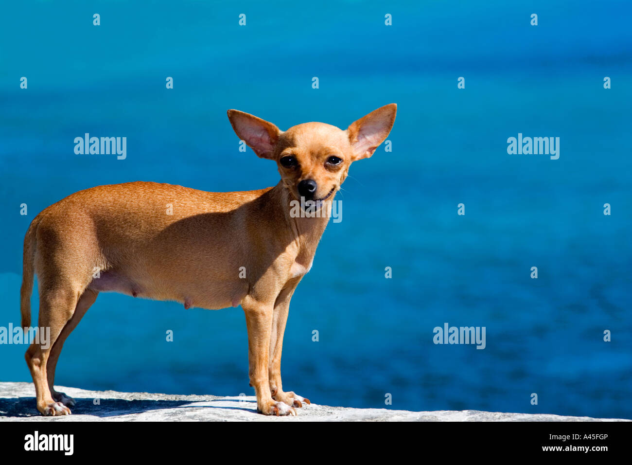 Mexican chiwawa standing on sea wall Stock Photo - Alamy