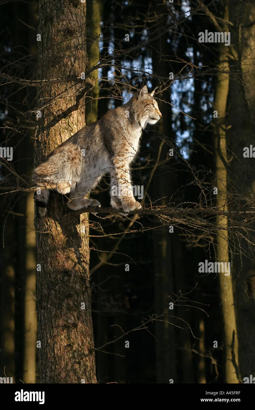 European lynx in the tree Stock Photo - Alamy