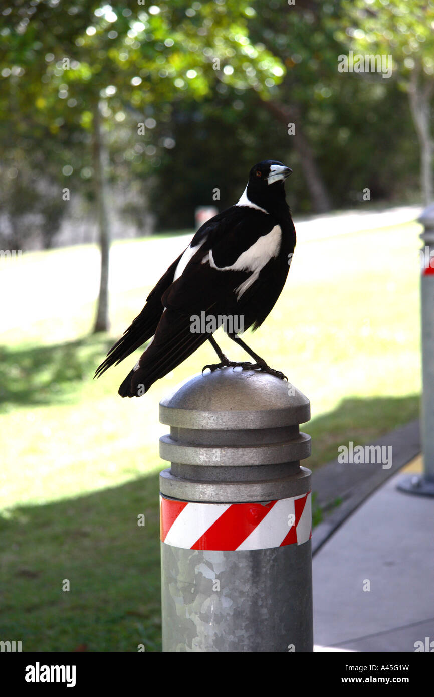 magpie wanting food Stock Photo - Alamy