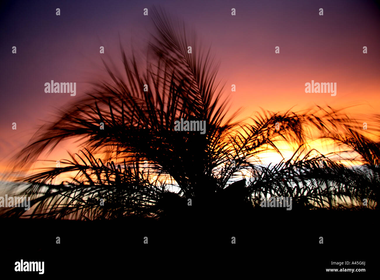 sunny plam trees sunset tropical enviroment clouds Stock Photo - Alamy