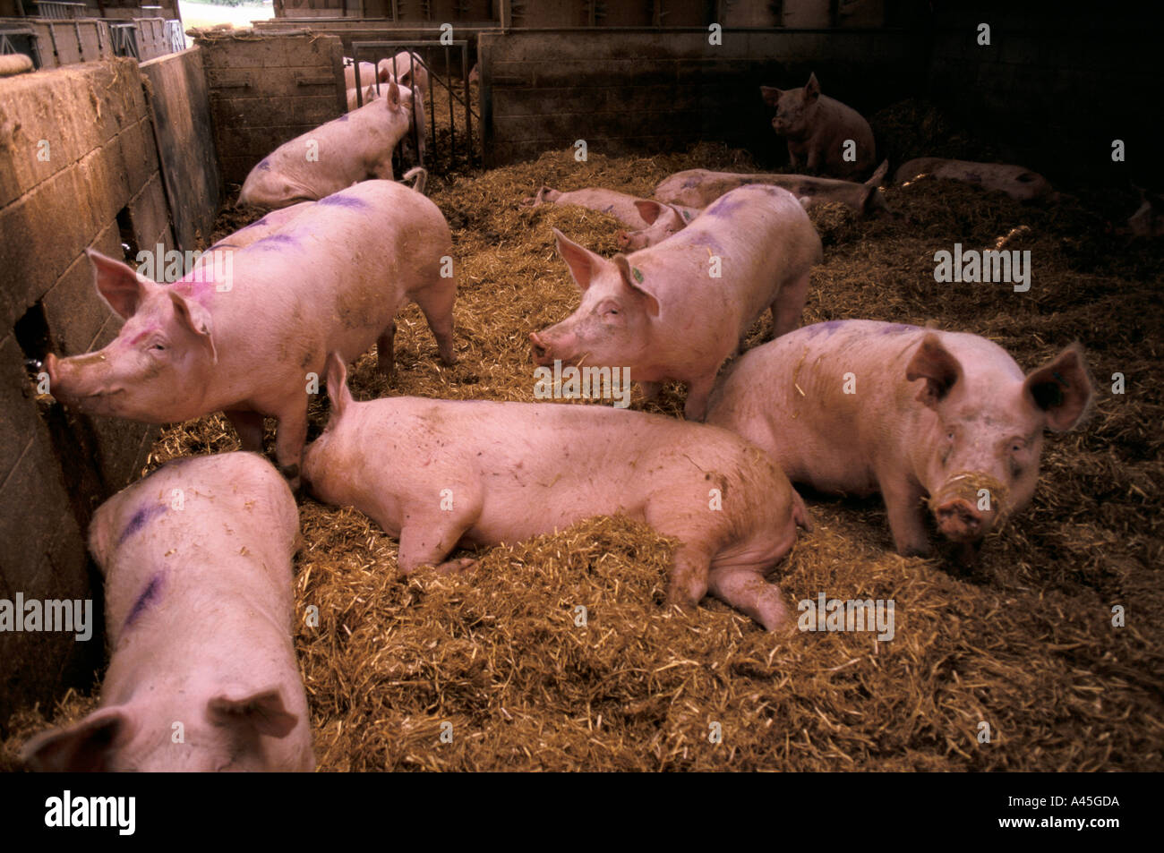 intensive pig farming bedfordshire Stock Photo - Alamy