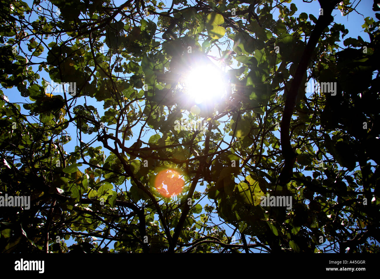 sunlit trees sunflared Stock Photo - Alamy