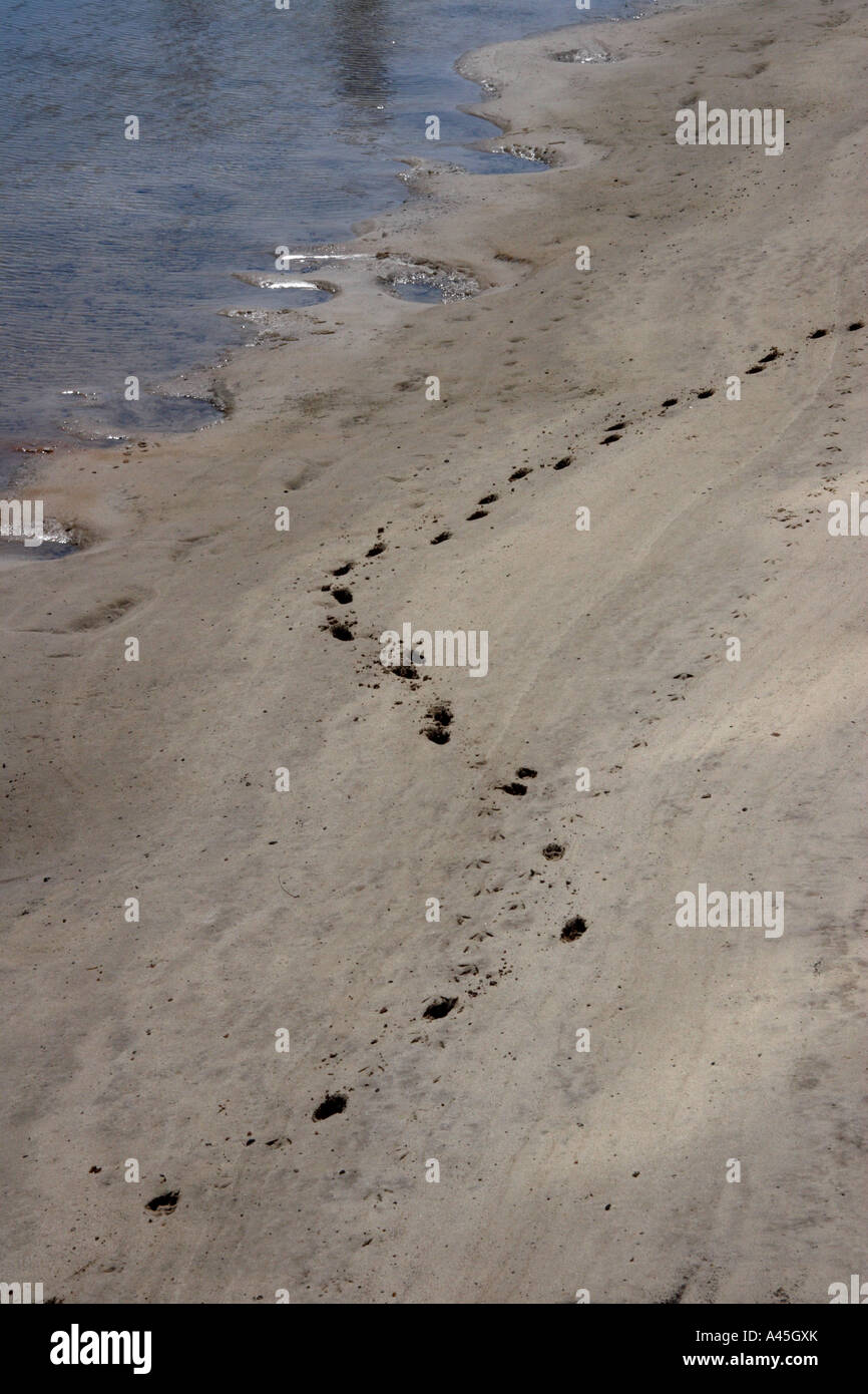 Footprints in sand on beach Stock Photo - Alamy