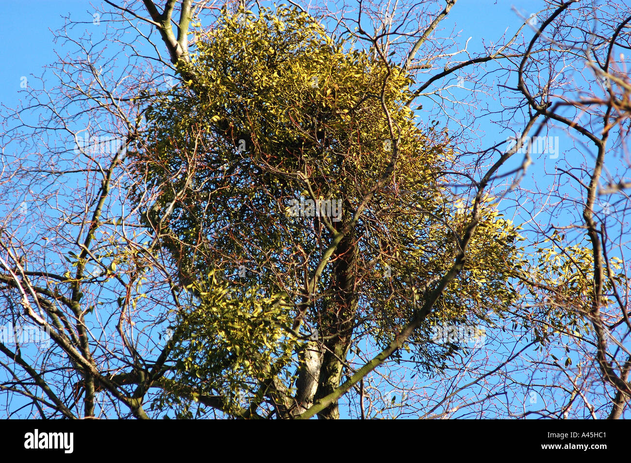 BUNCHES OF PARASITIC MISTLETOE Stock Photo - Alamy
