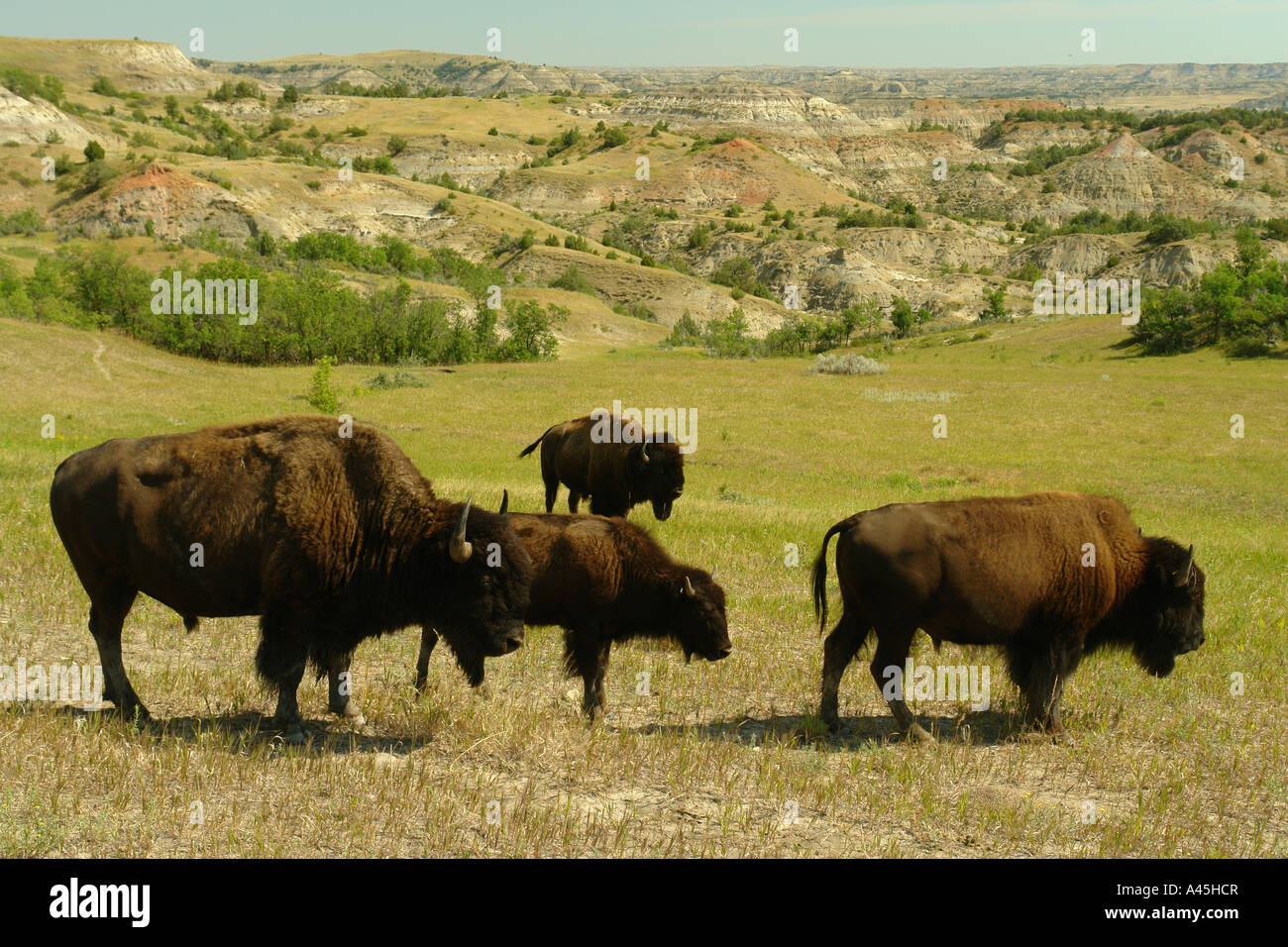 AJD57262, Medora, ND, North Dakota, Theodore Roosevelt National Park ...