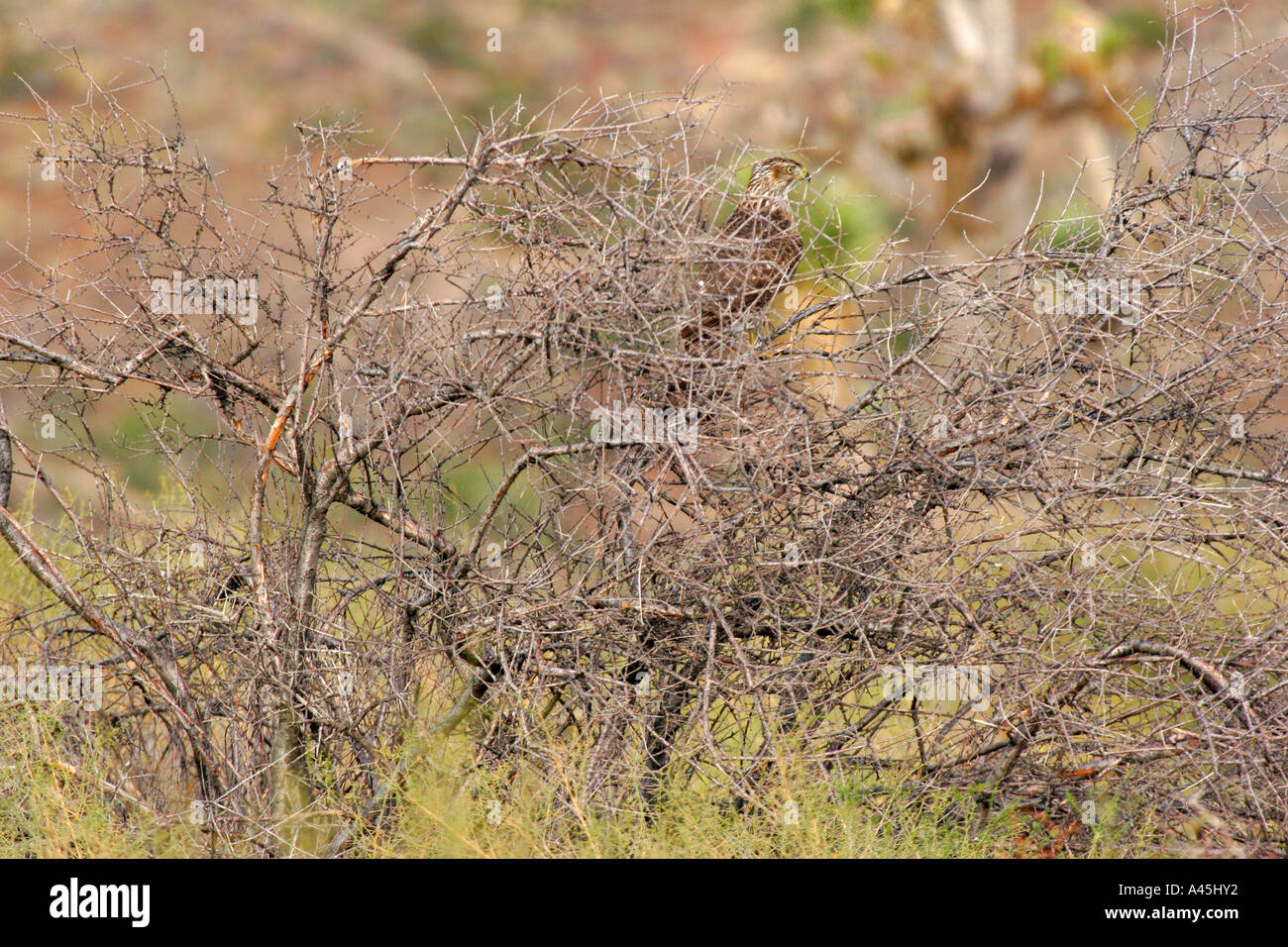 Cooper s Hawk Accipiter cooperii Mojave Desert California Stock Photo ...