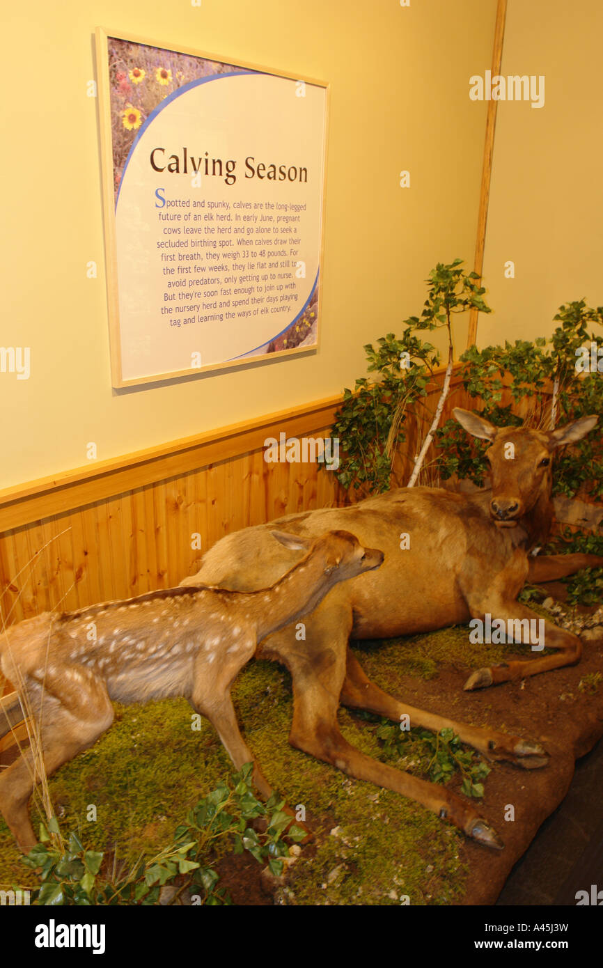 AJD56460, Missoula, MT, Montana, Rocky Mountain Elk Foundation Wildlife ...