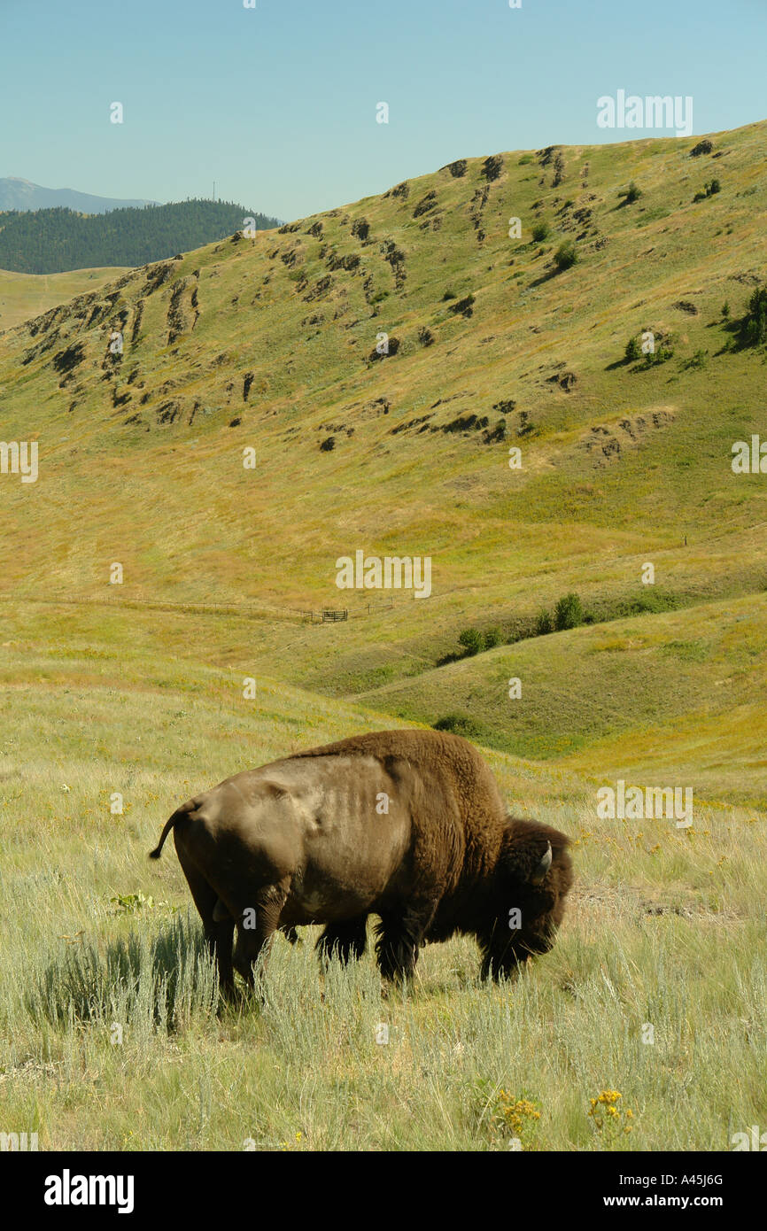AJD56483, Moiese, MT, Montana, Headquarters National Bison Range ...