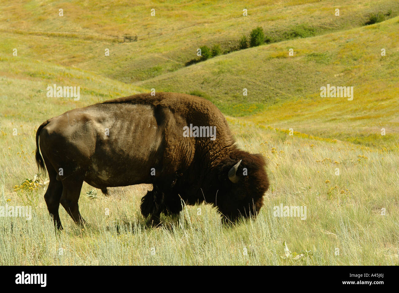 AJD56484, Moiese, MT, Montana, Headquarters National Bison Range ...
