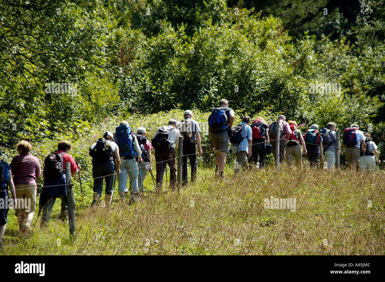 MR Hiking group each after another crosses a meadow Haute Savoie France ...