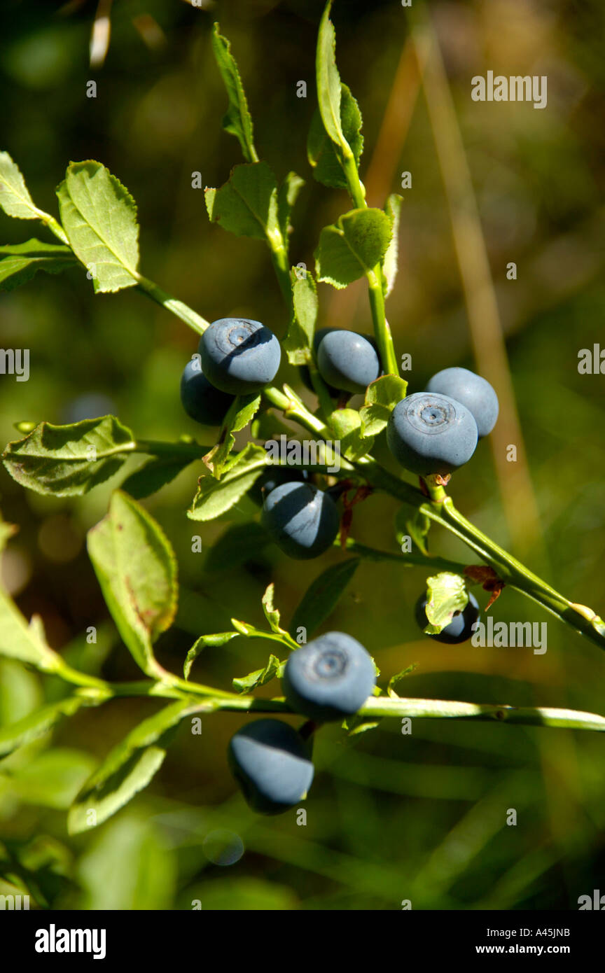 Blueberry Vaccinium myrtillus with big blue fruits Haute-Savoie France ...