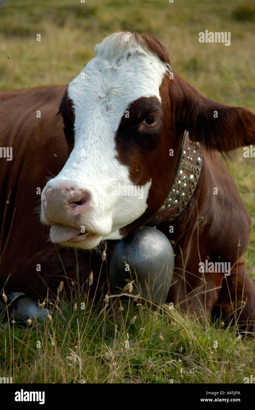 Truc animal hi-res stock photography and images - Alamy
