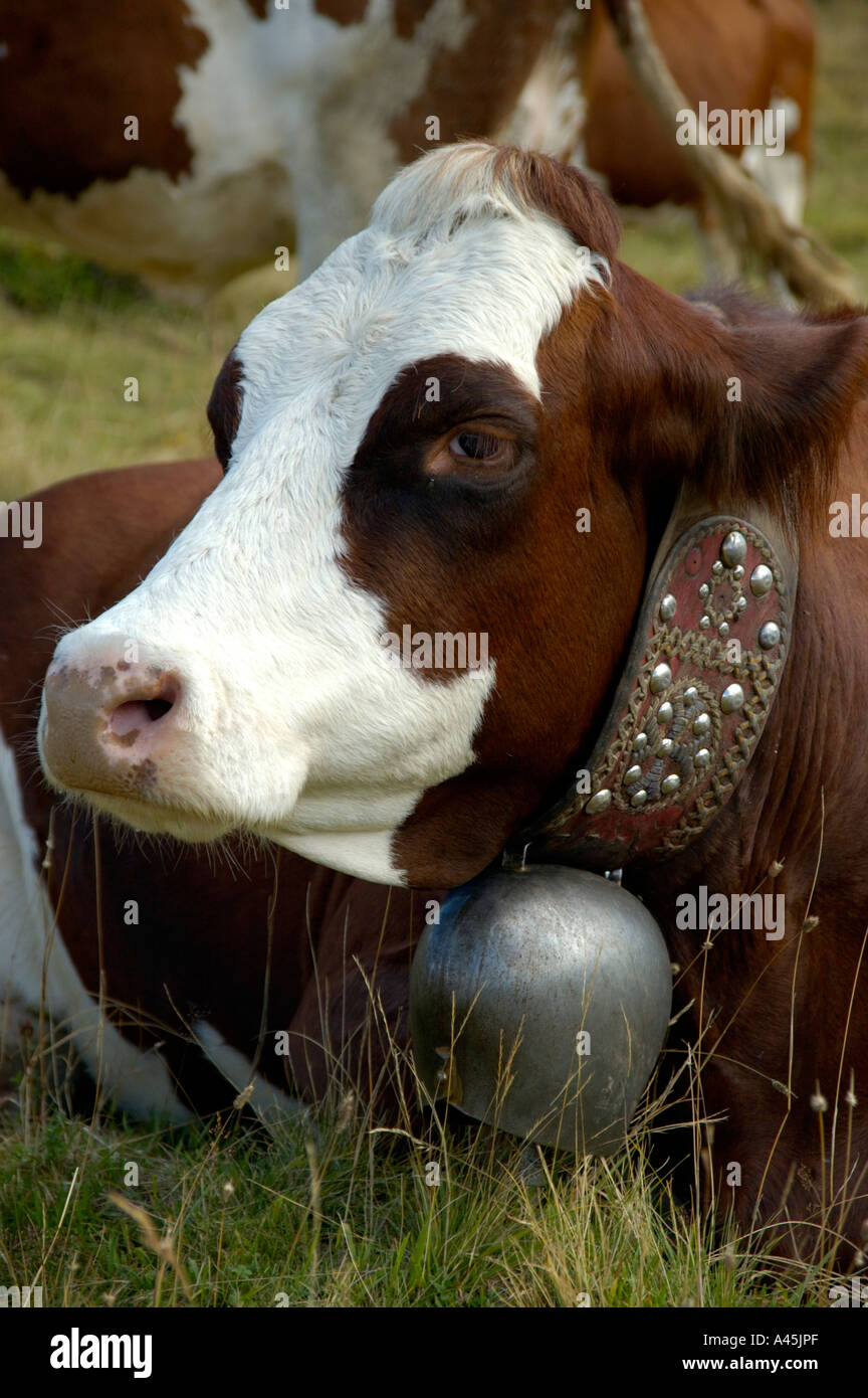 Truc animal hi-res stock photography and images - Alamy