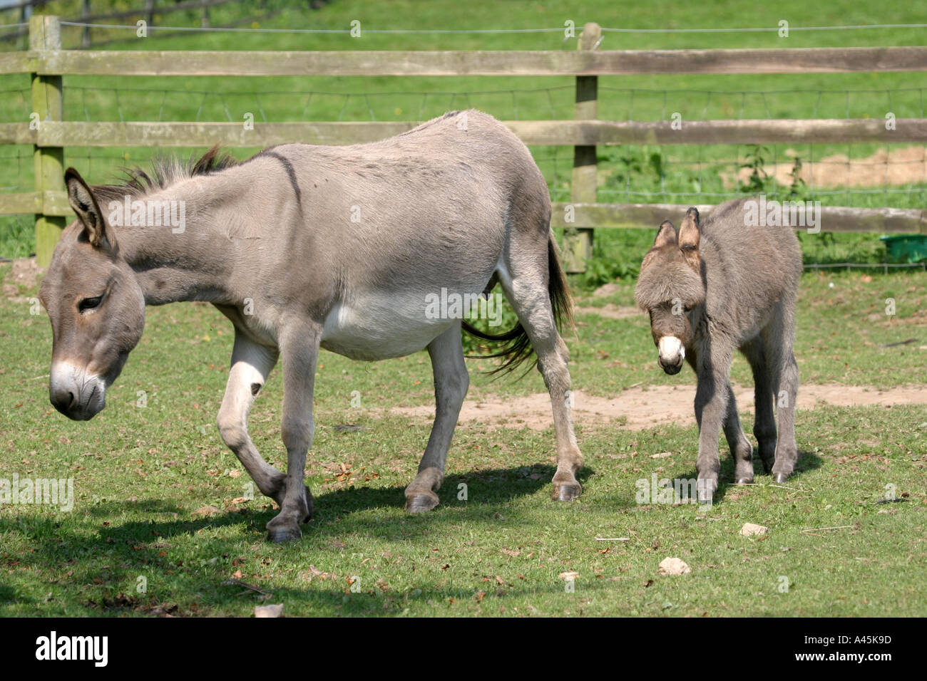 Mother and baby donkey Stock Photo - Alamy