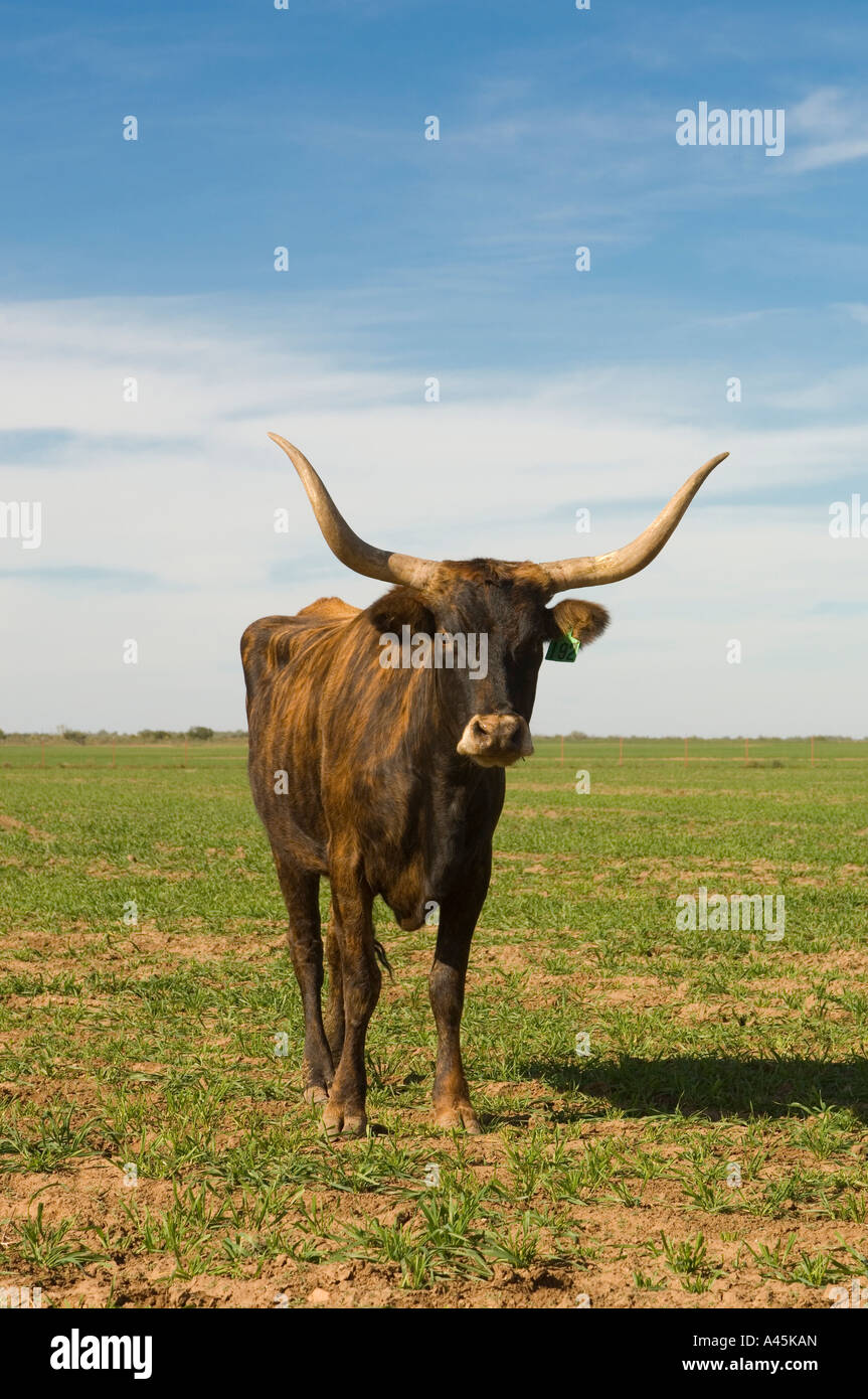 Longhorn plains hi-res stock photography and images - Alamy