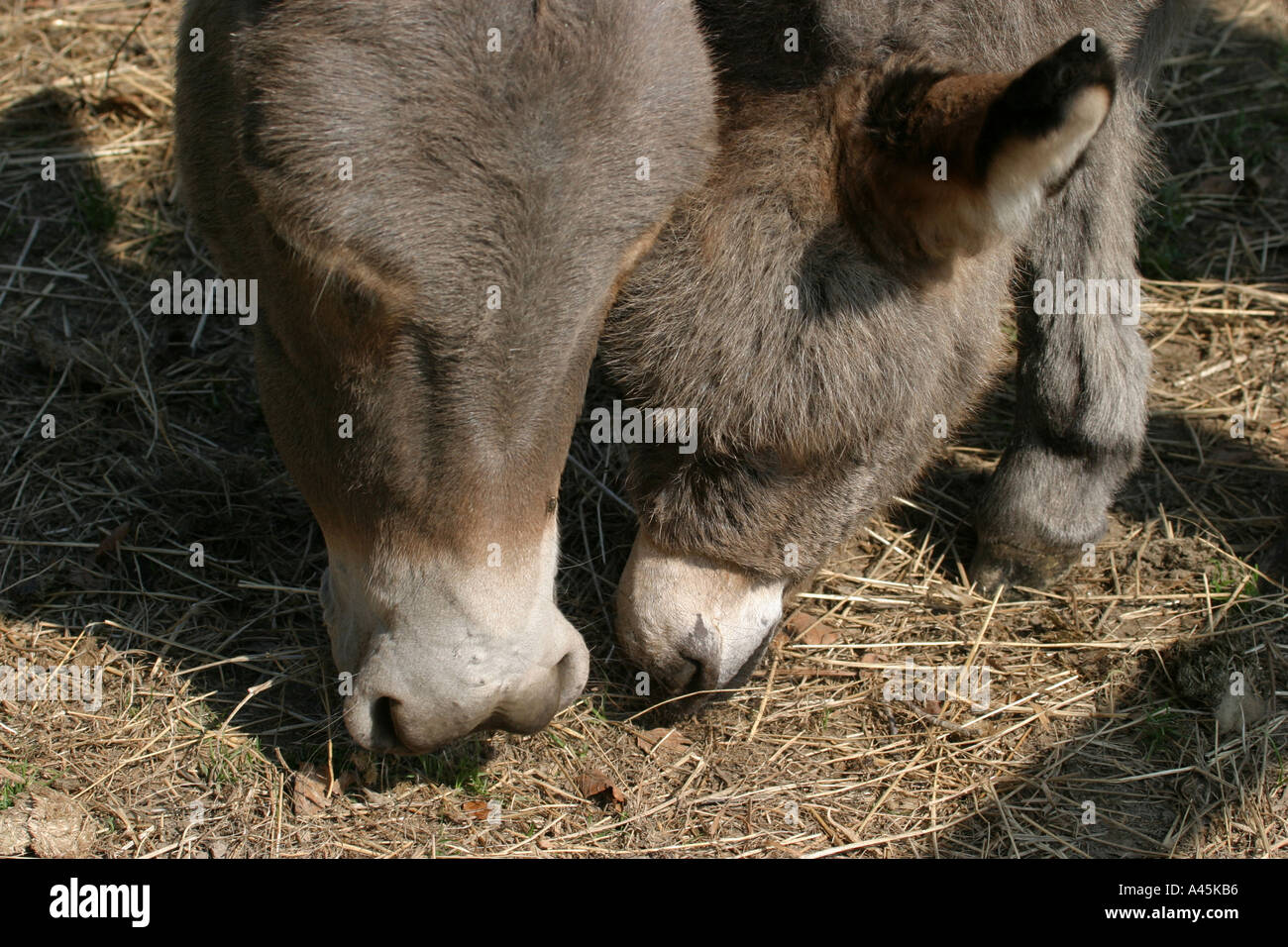 Mother and baby donkey Stock Photo - Alamy