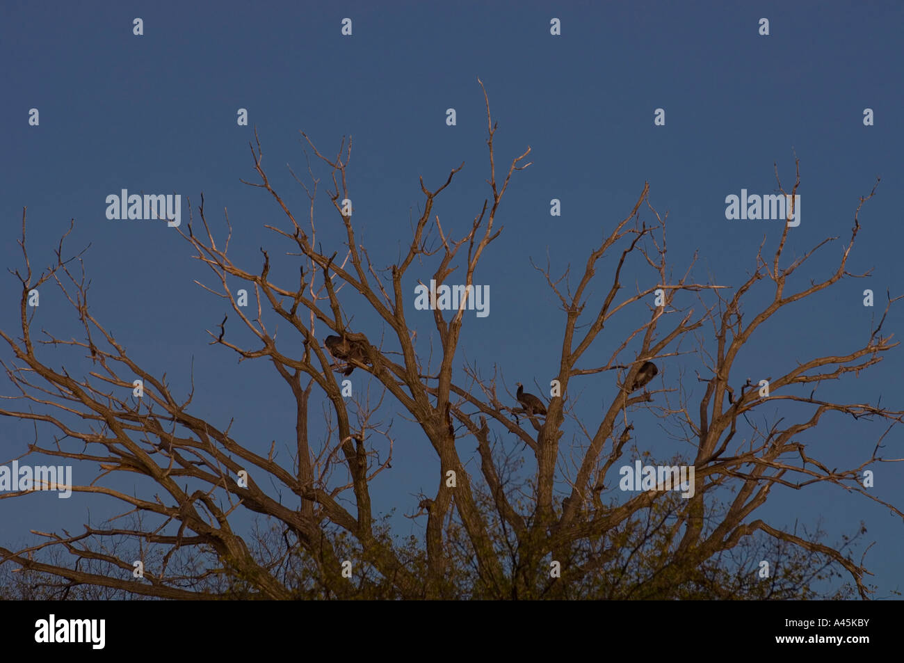 Turkeys roosting in tree hi-res stock photography and images - Alamy
