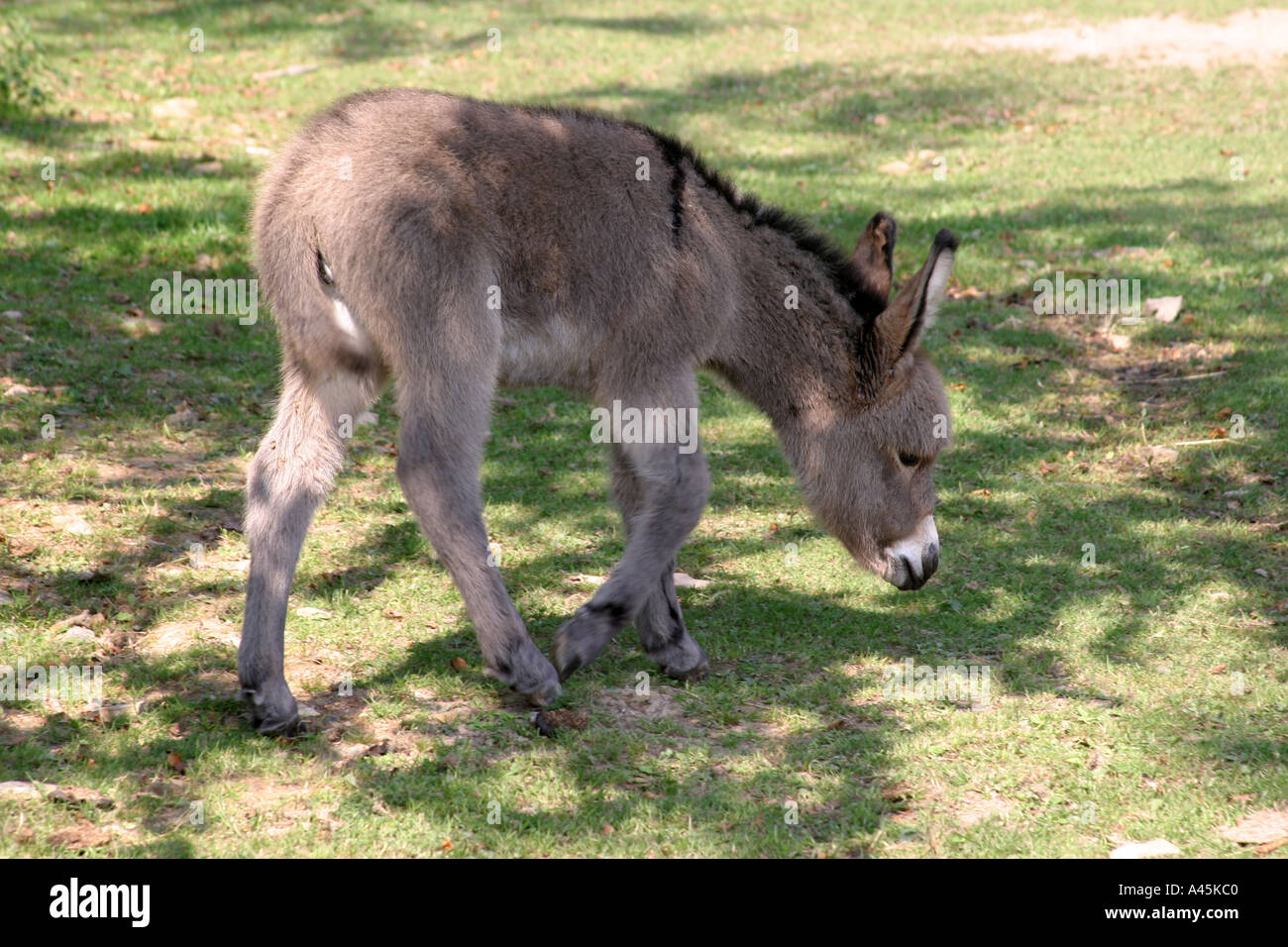 Donkey sanctuary cornwall hi-res stock photography and images - Alamy