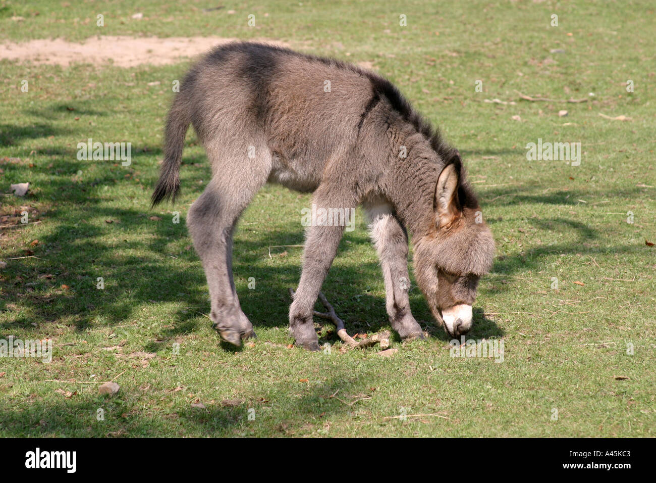 Donkey sanctuary cornwall hi-res stock photography and images - Alamy