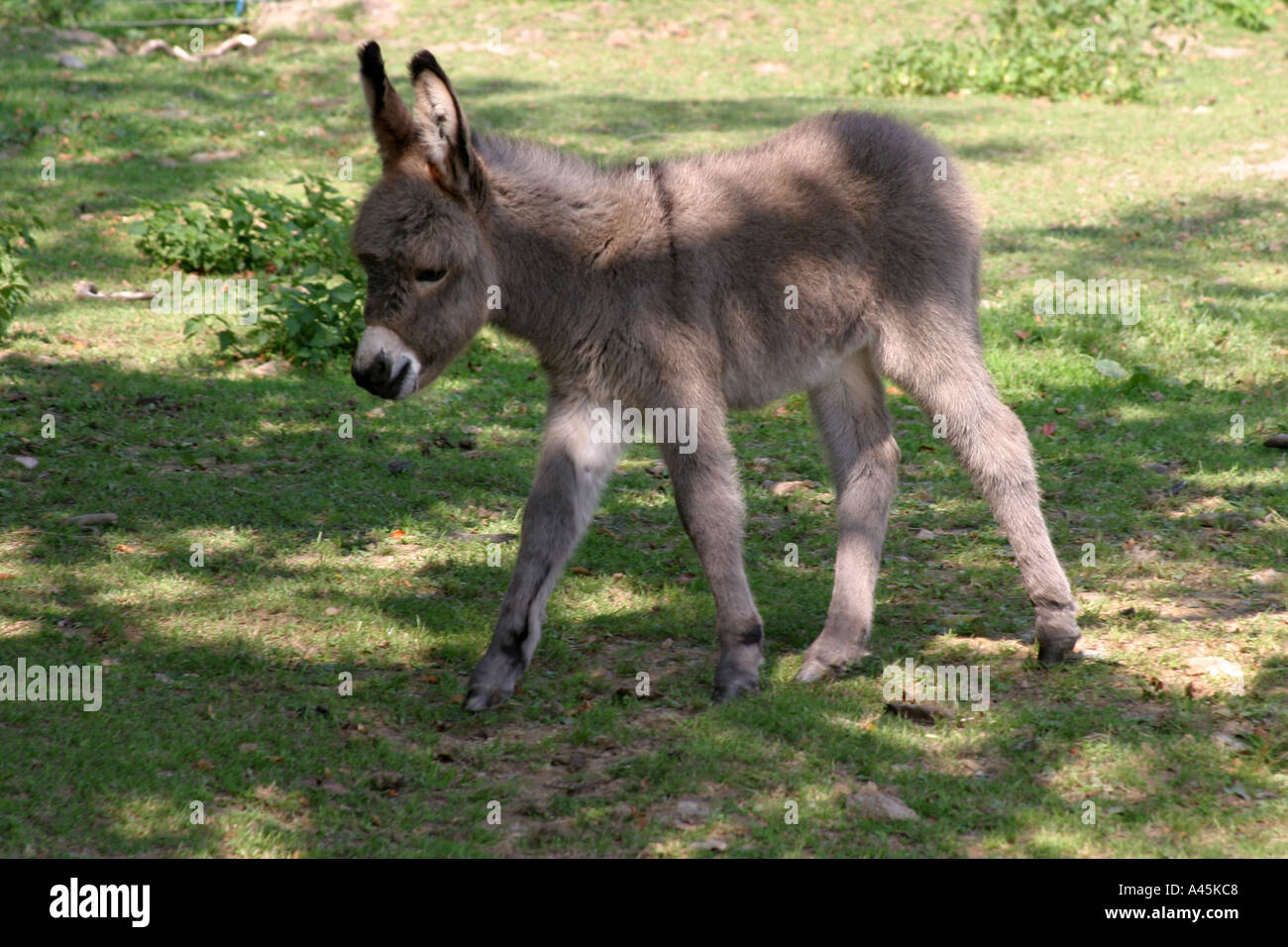 Donkey sanctuary cornwall hi-res stock photography and images - Alamy
