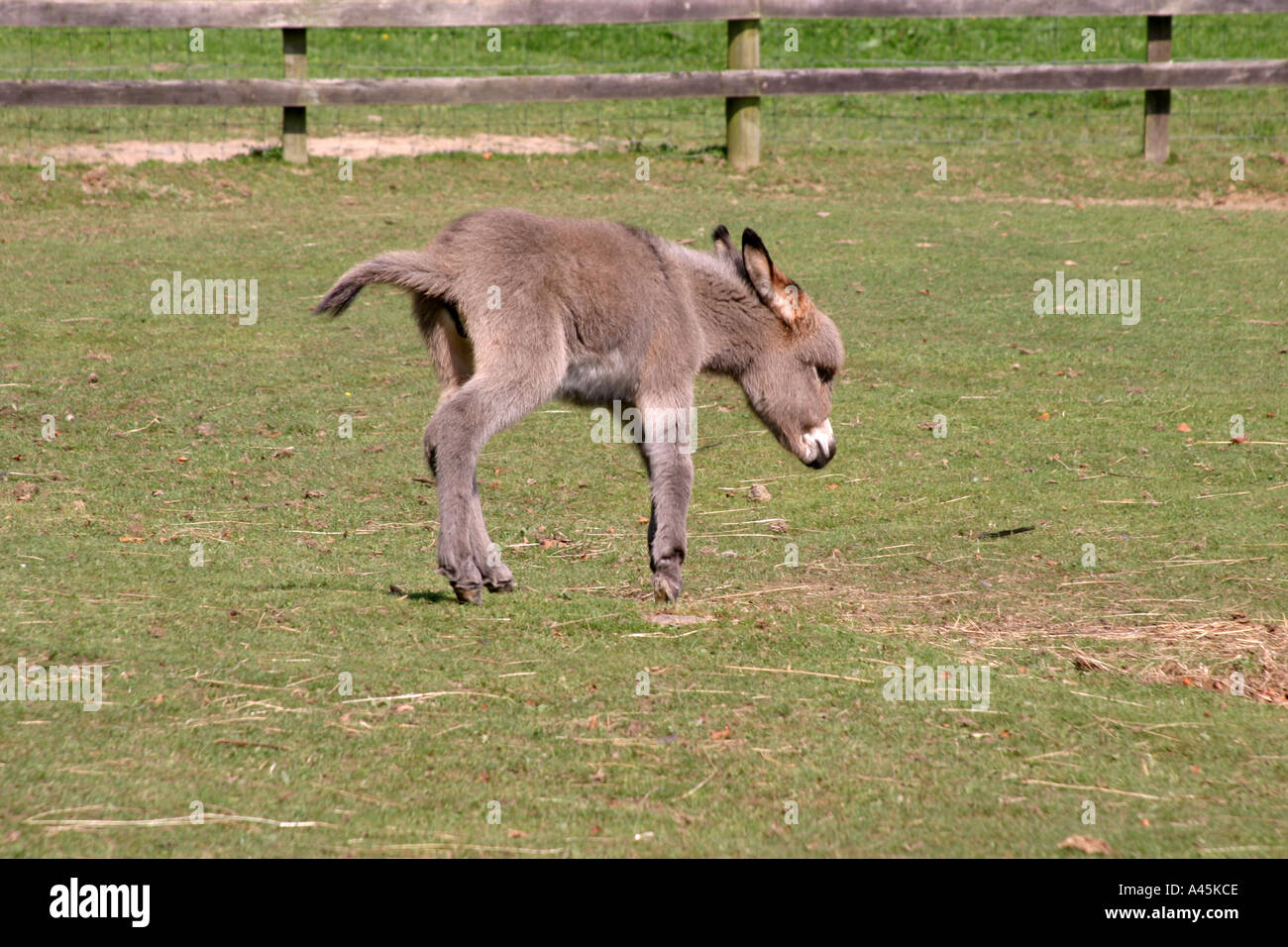 Donkey sanctuary cornwall hi-res stock photography and images - Alamy