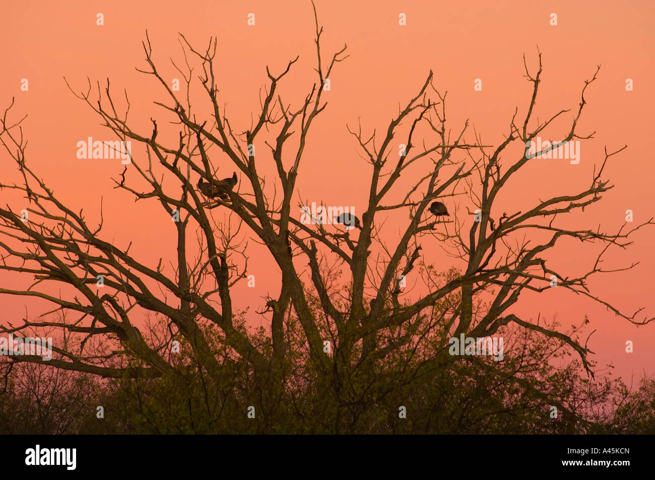 Turkeys roosting in tree hi-res stock photography and images - Alamy