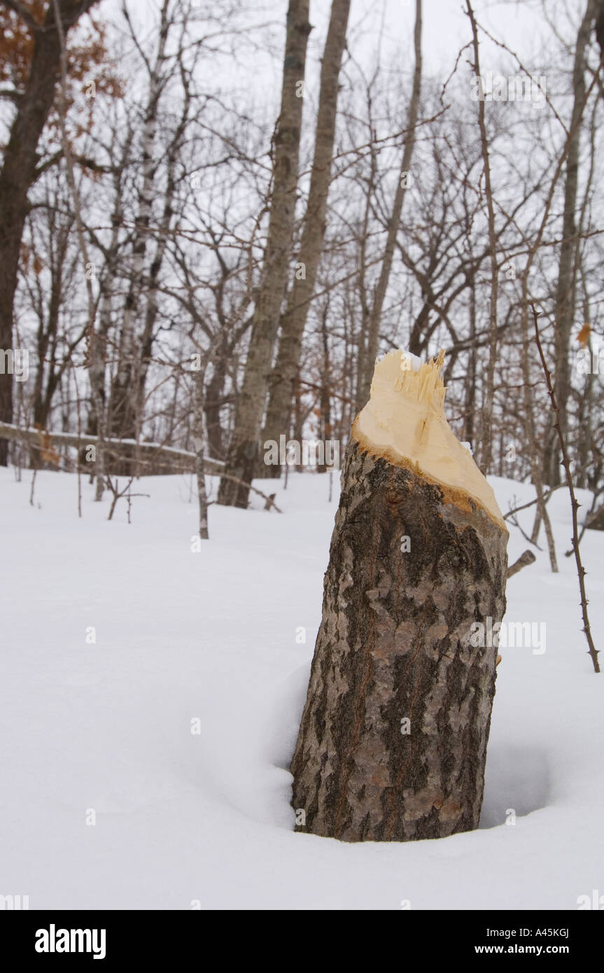 Beaver cut out hi-res stock photography and images - Alamy