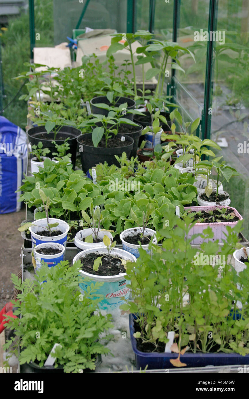 PLANT PROPAGATION IN GREENHOUSE Stock Photo - Alamy