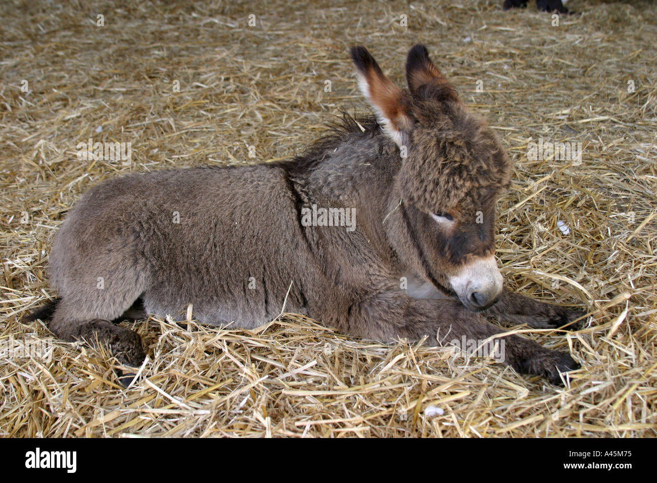 Miniature donkey hi-res stock photography and images - Alamy