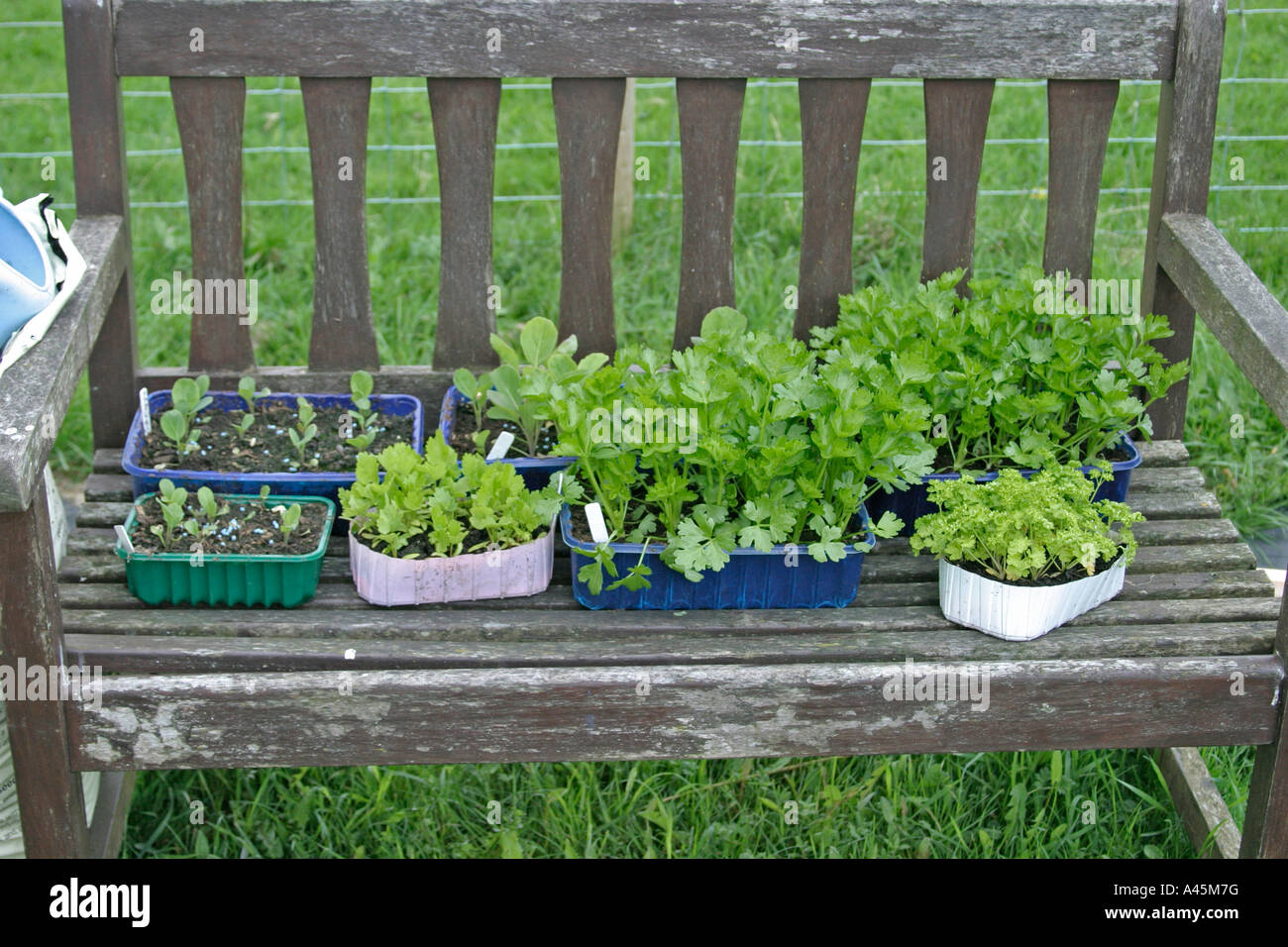 HARDENING OFF PLANTS Stock Photo - Alamy