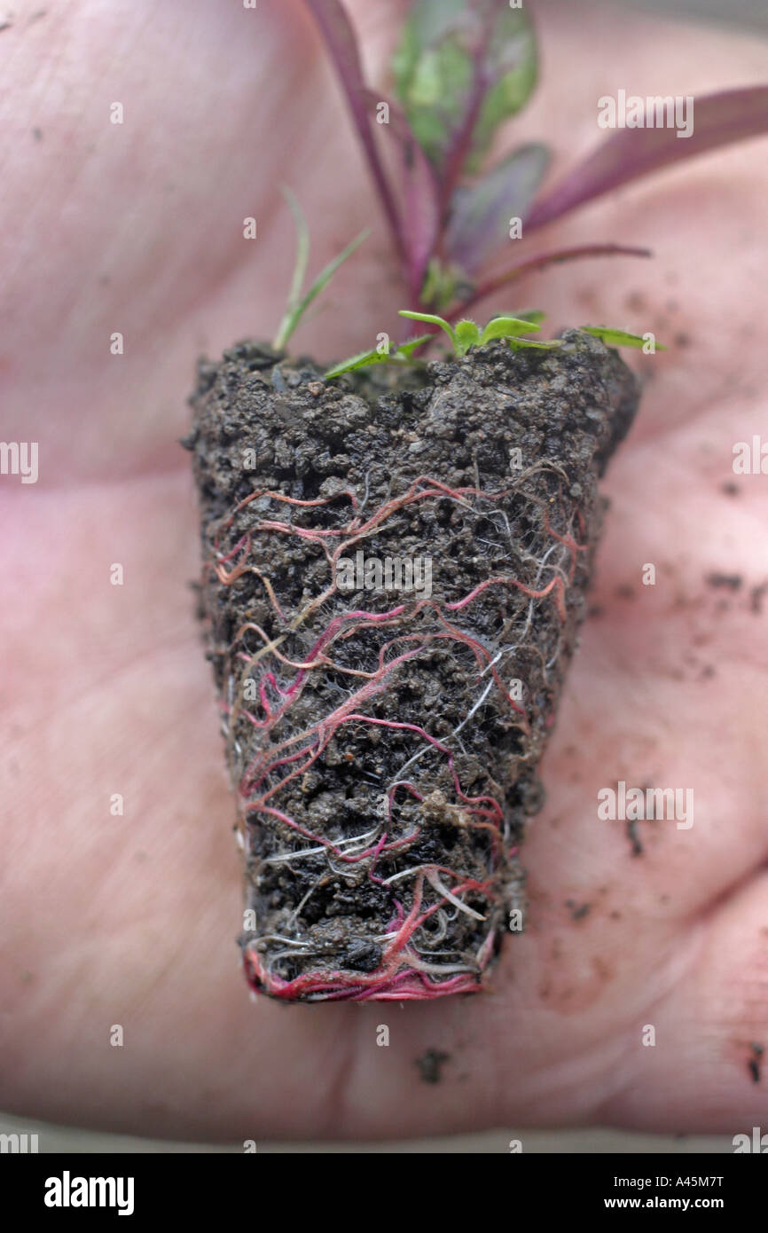 BEETROOT SHOWING ROOT STRUCTURE IN CELL Stock Photo - Alamy
