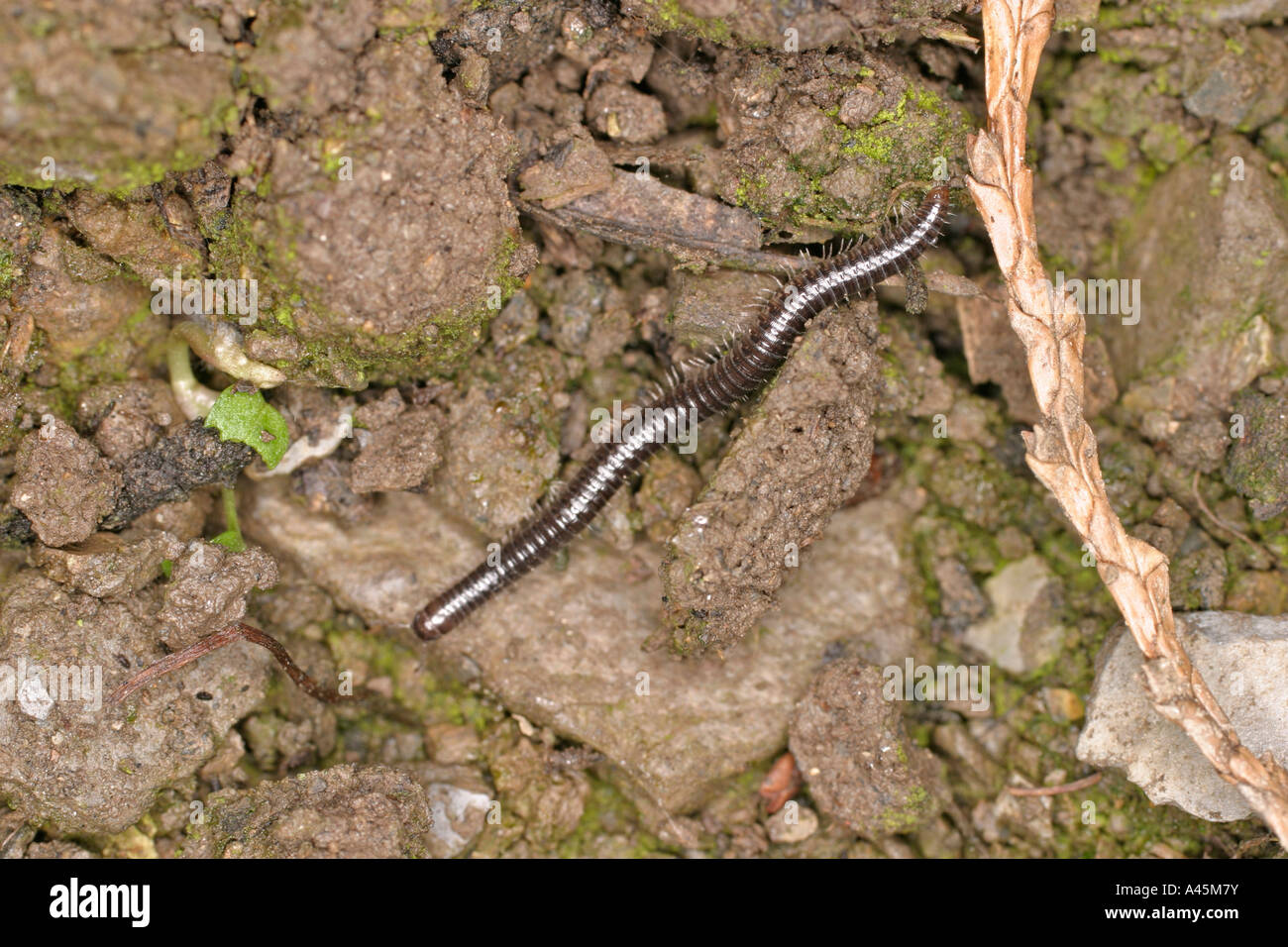 MILLIPEDE LITHOBIUS FORFICATUS MOVING ACROSS SOIL Stock Photo - Alamy