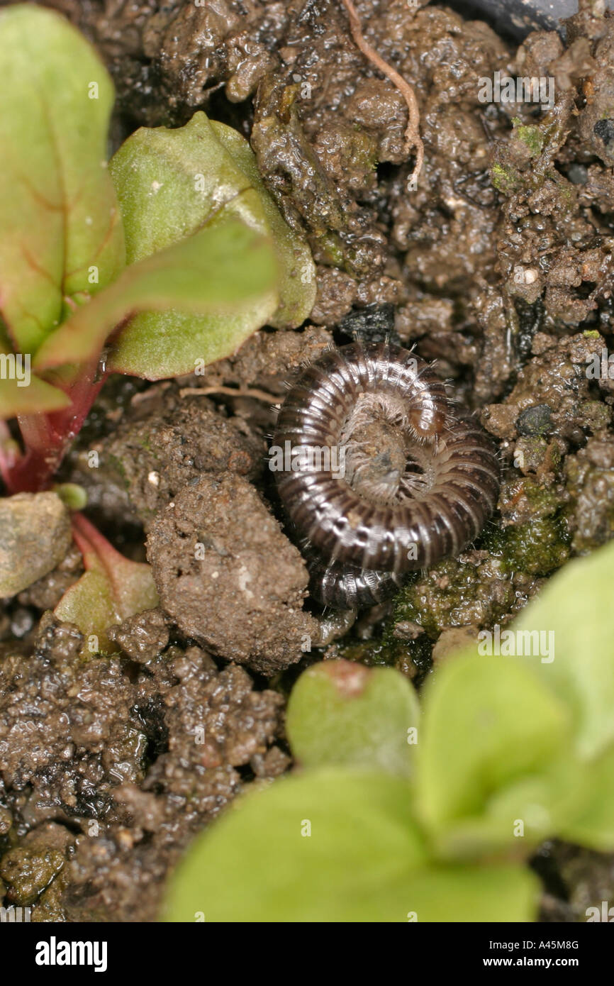 MILLIPEDES CURL INTO A BALL WHEN DISTURBED Stock Photo - Alamy