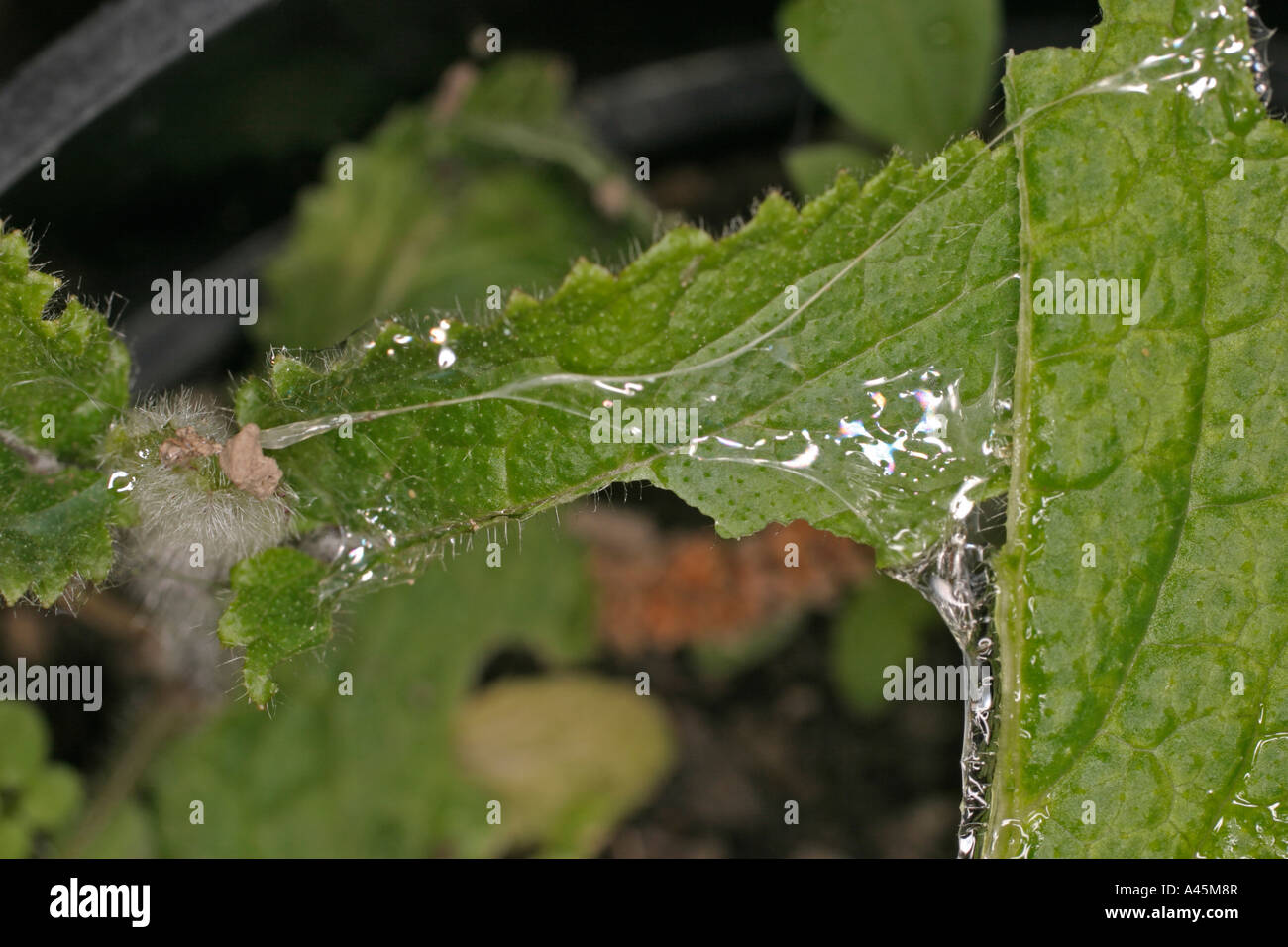 Slug slime trail hi-res stock photography and images - Alamy