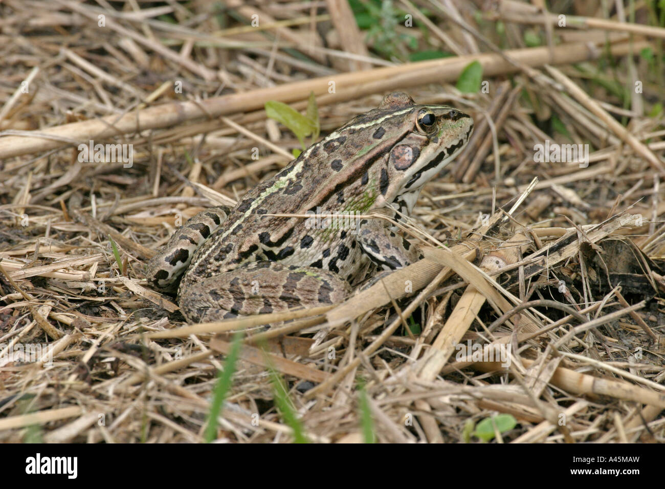Side view of frog hi-res stock photography and images - Alamy