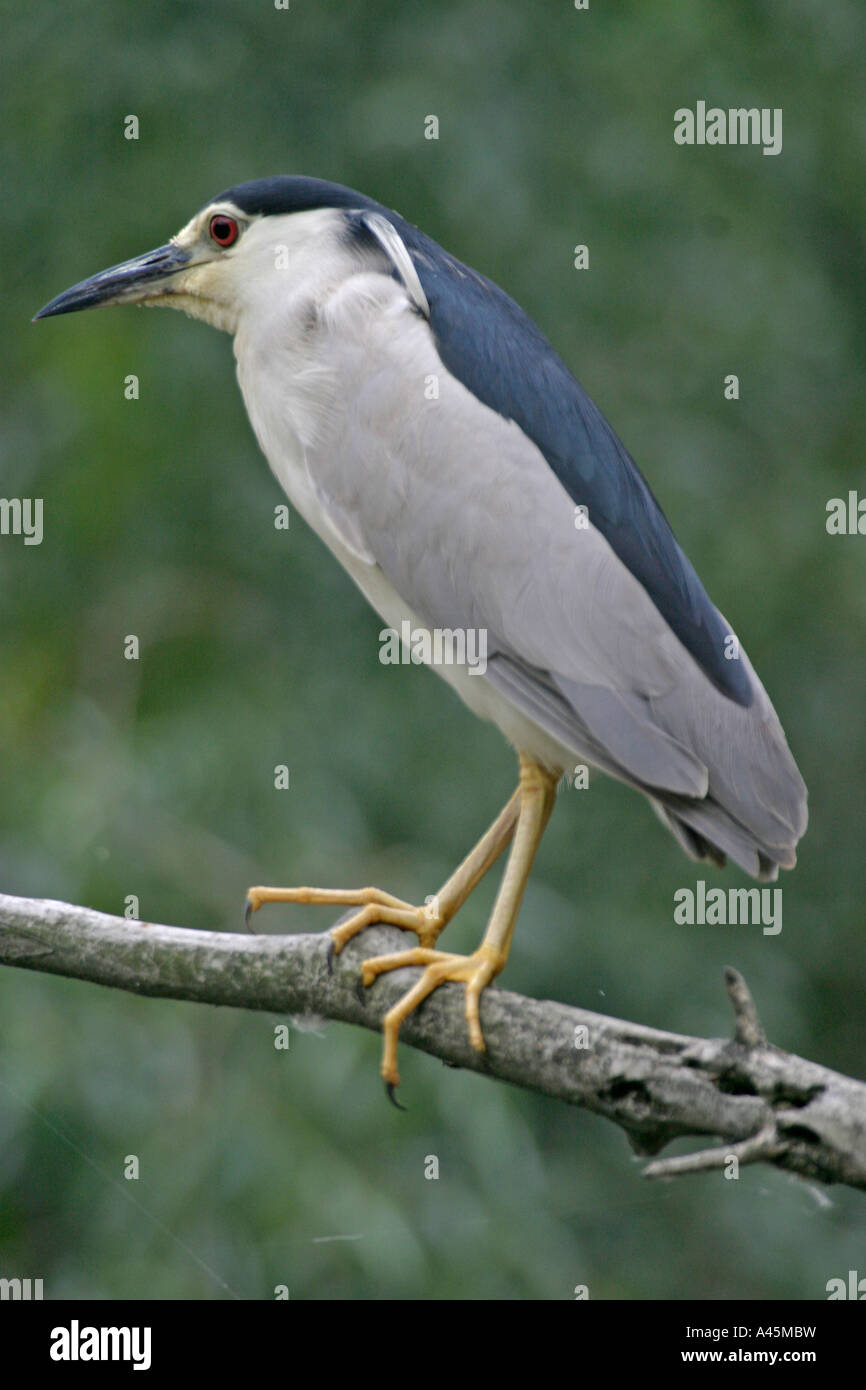 NIGHT HERON NYCTICORAX NYCTICORAX PERCHING IN TREE SV Stock Photo - Alamy