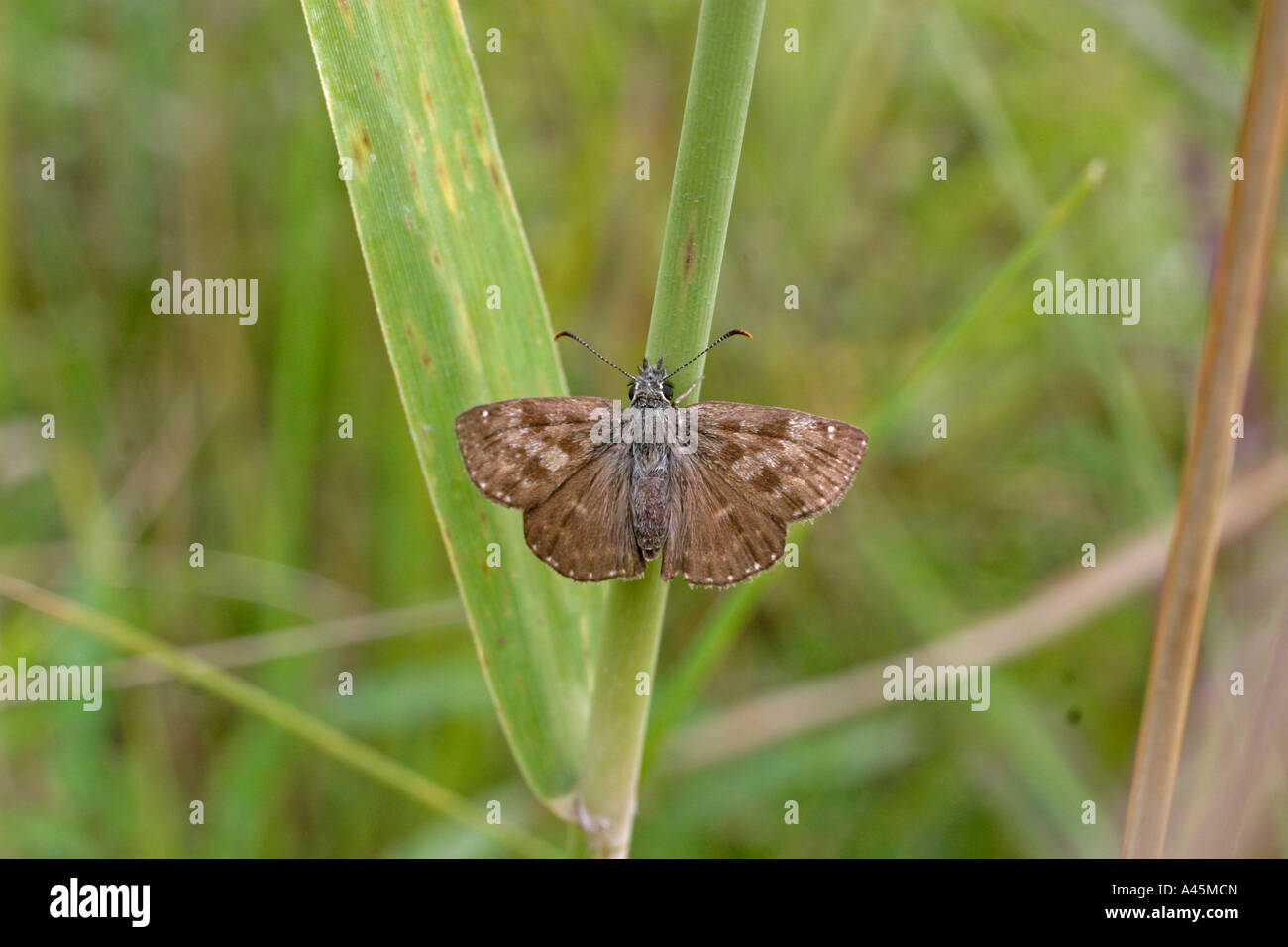DINGY SKIPPER ERYNNIS TAGES ON GRASS STEM WINGS OPEN Stock Photo - Alamy