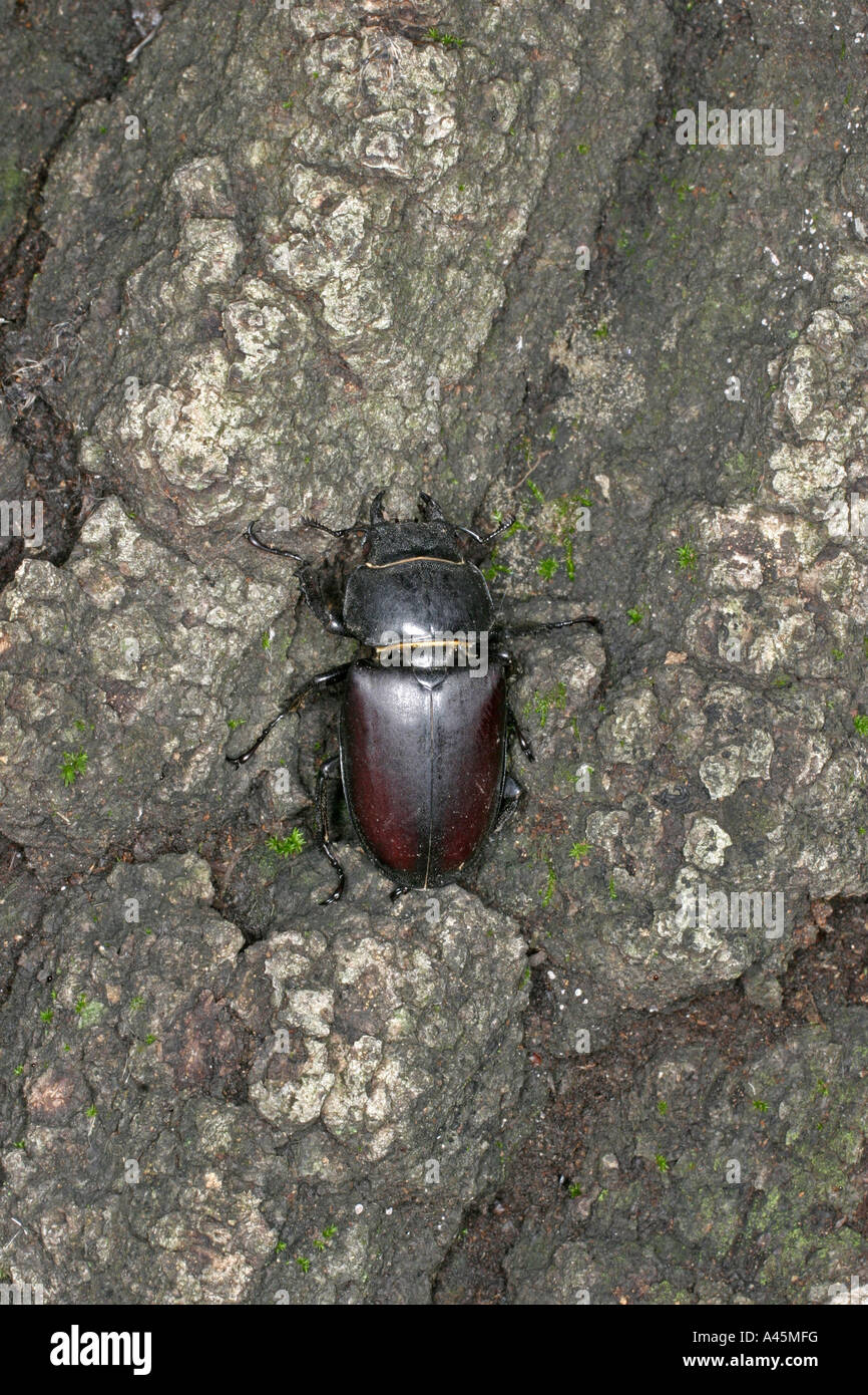 Trunk beetles hi-res stock photography and images - Alamy