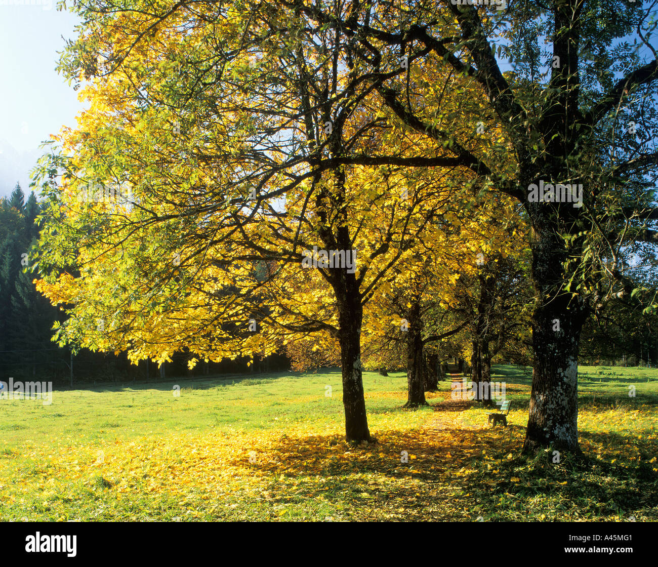 Broad leafed tree hi-res stock photography and images - Alamy