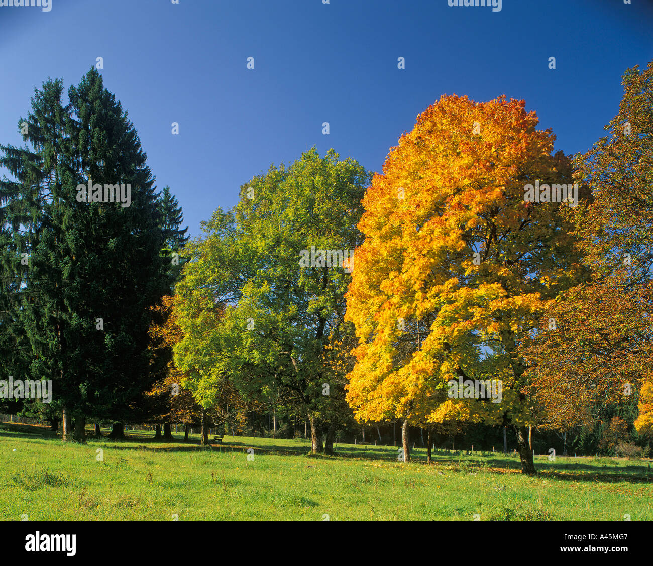Broad-leafed tree leaves in autumn Stock Photo - Alamy