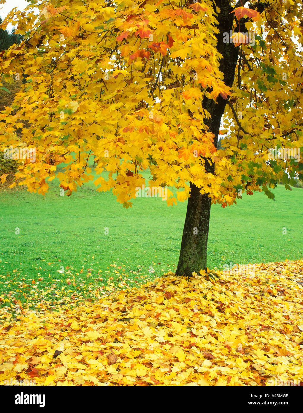 Broad leafed tree hi-res stock photography and images - Alamy