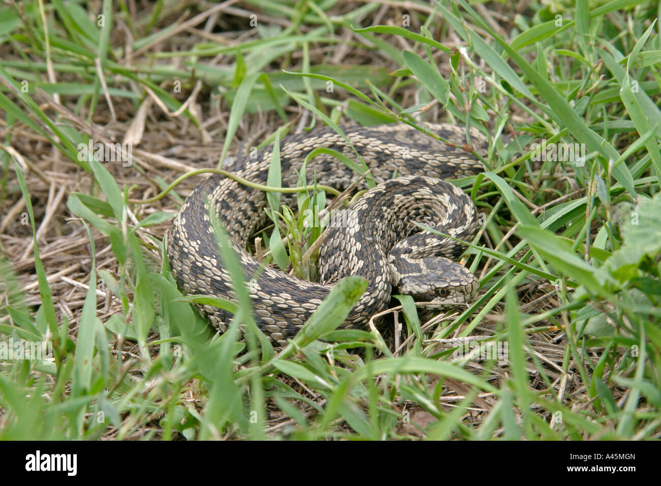 MEADOW VIPER VIPERA URSINII MOVING THROUGH GRASS Stock Photo - Alamy